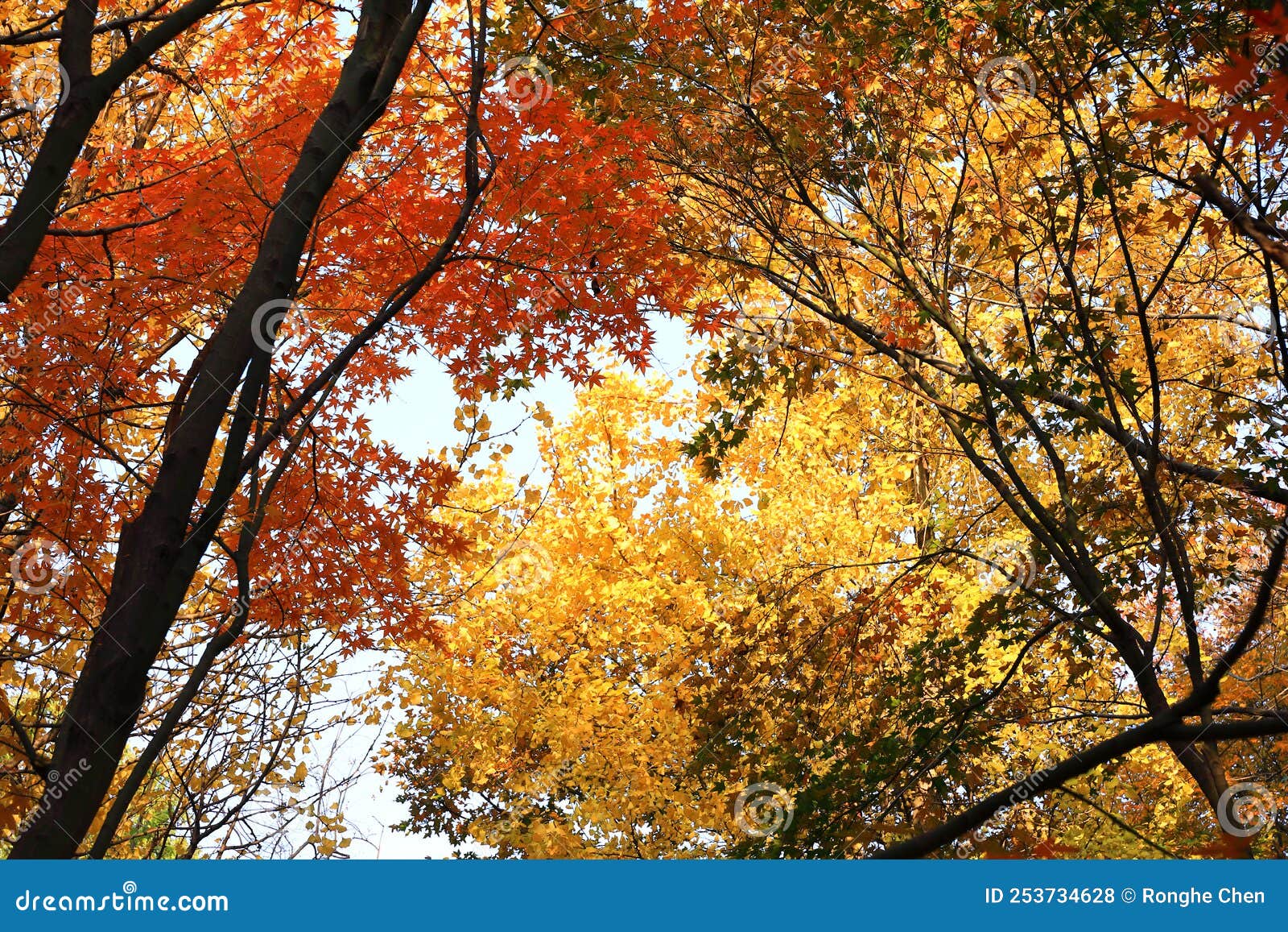 Beautiful Branches and Leaves.the Rich Colors of Autumn. Stock Photo ...