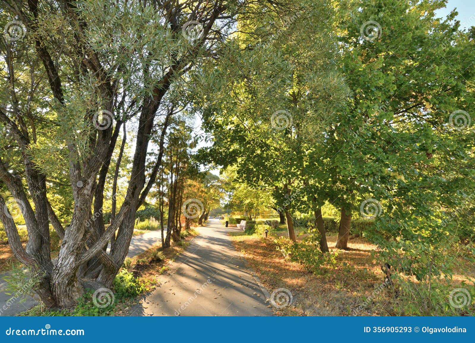 Park in September in the Rays of the Setting Sun. Russia Stock Image ...