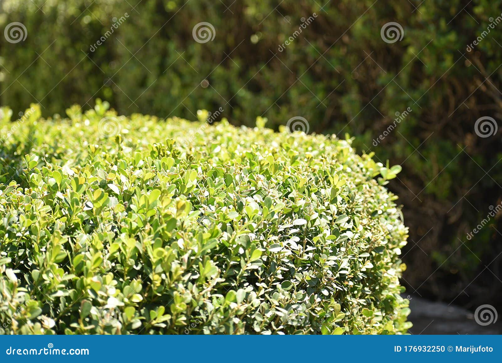 Park with Shrubs Cut in a Rectangular Shape in Different Shades of ...