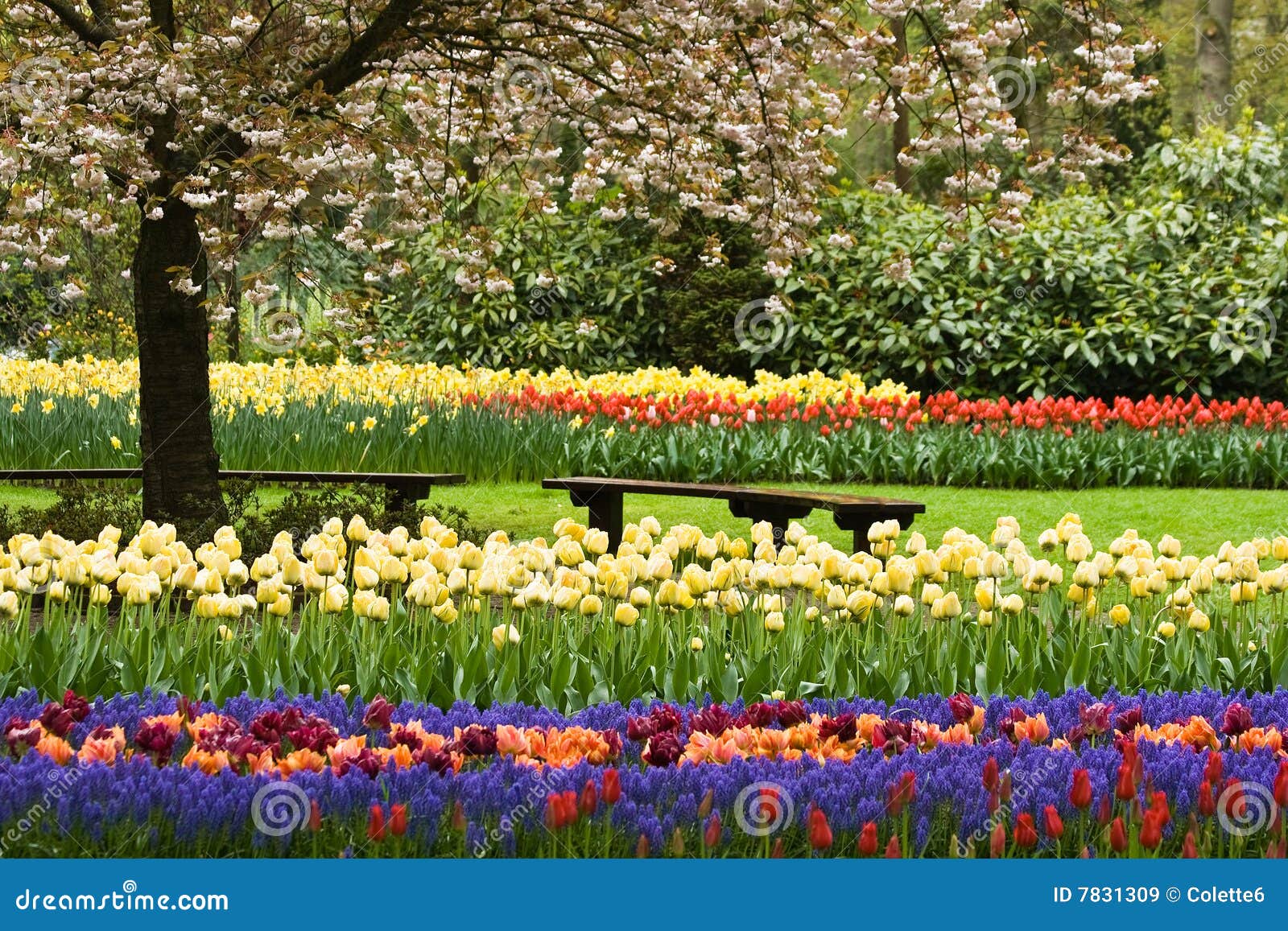 Park in spring stock image. Image of blossom, fields, bloom - 7831309