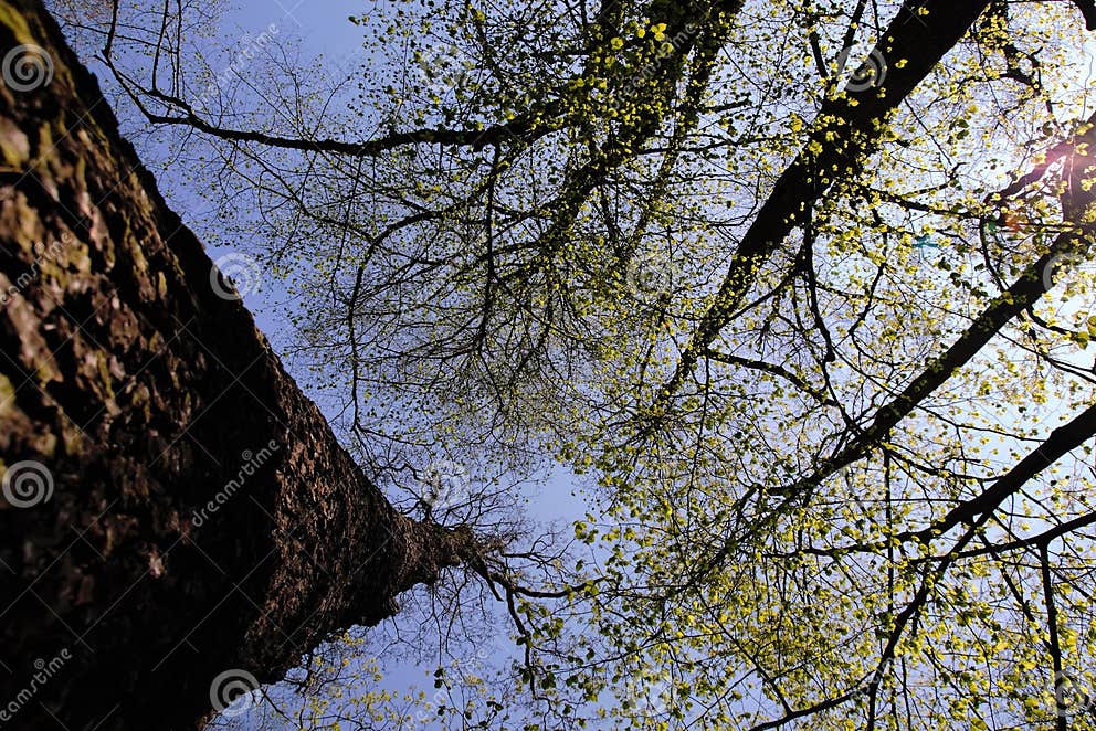 Park in spring stock photo. Image of growing, environment - 91015340