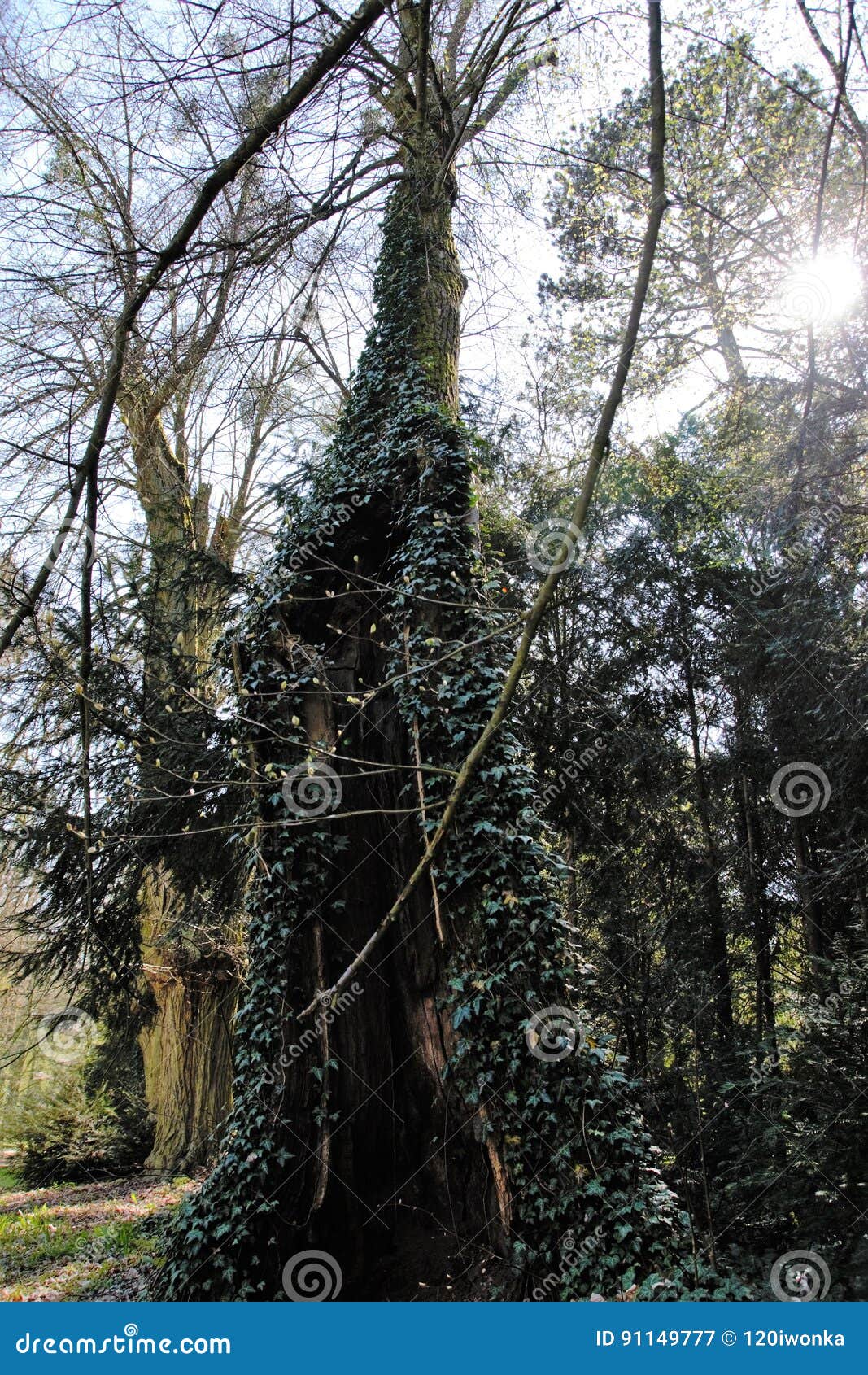 Park in spring stock image. Image of beautiful, background - 91149777