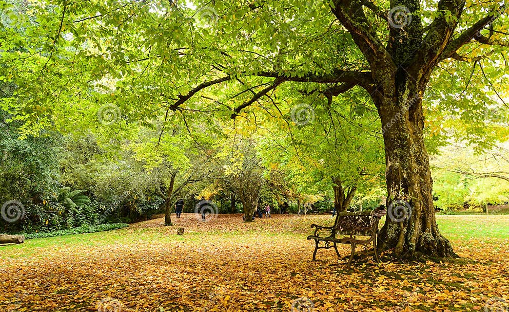 Park in spring stock image. Image of cold, australia - 77939495