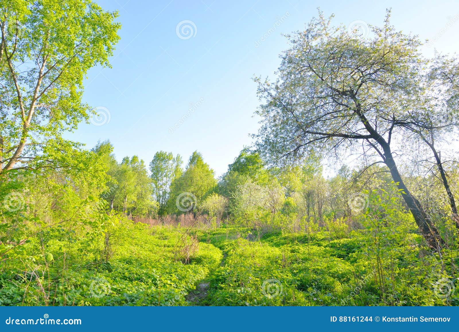 Park at spring. stock photo. Image of outdoor, country - 88161244