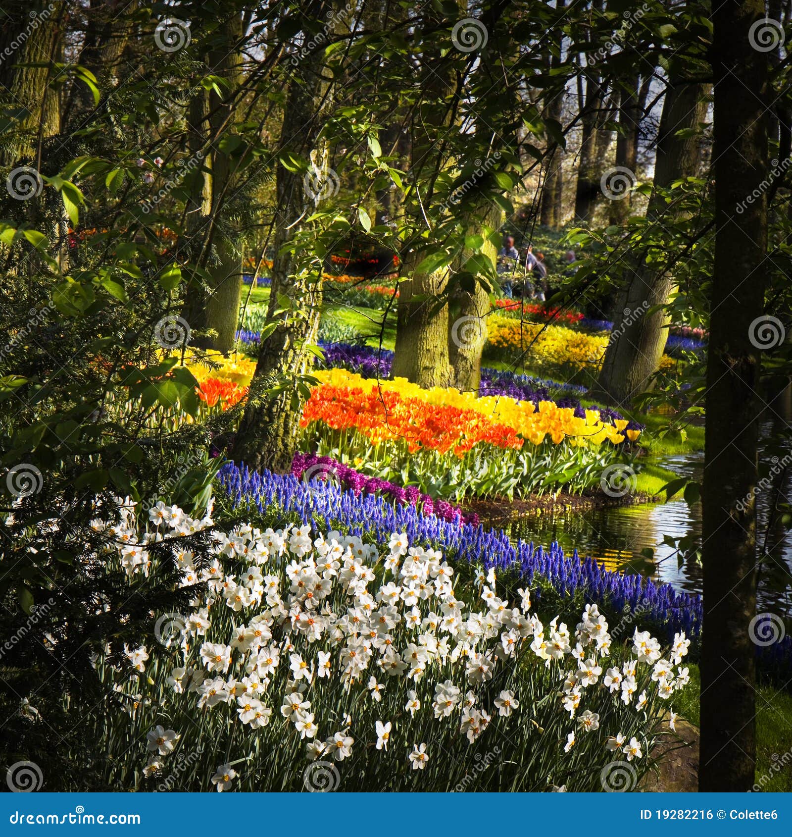 Park with springflowers stock photo. Image of blossom - 19282216