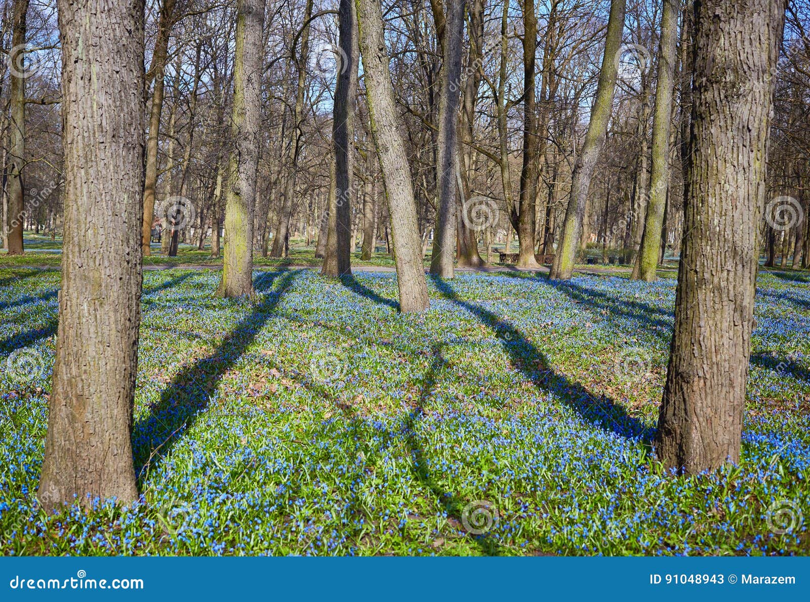 Park in springtime stock image. Image of tree, wood, beautiful - 91048943