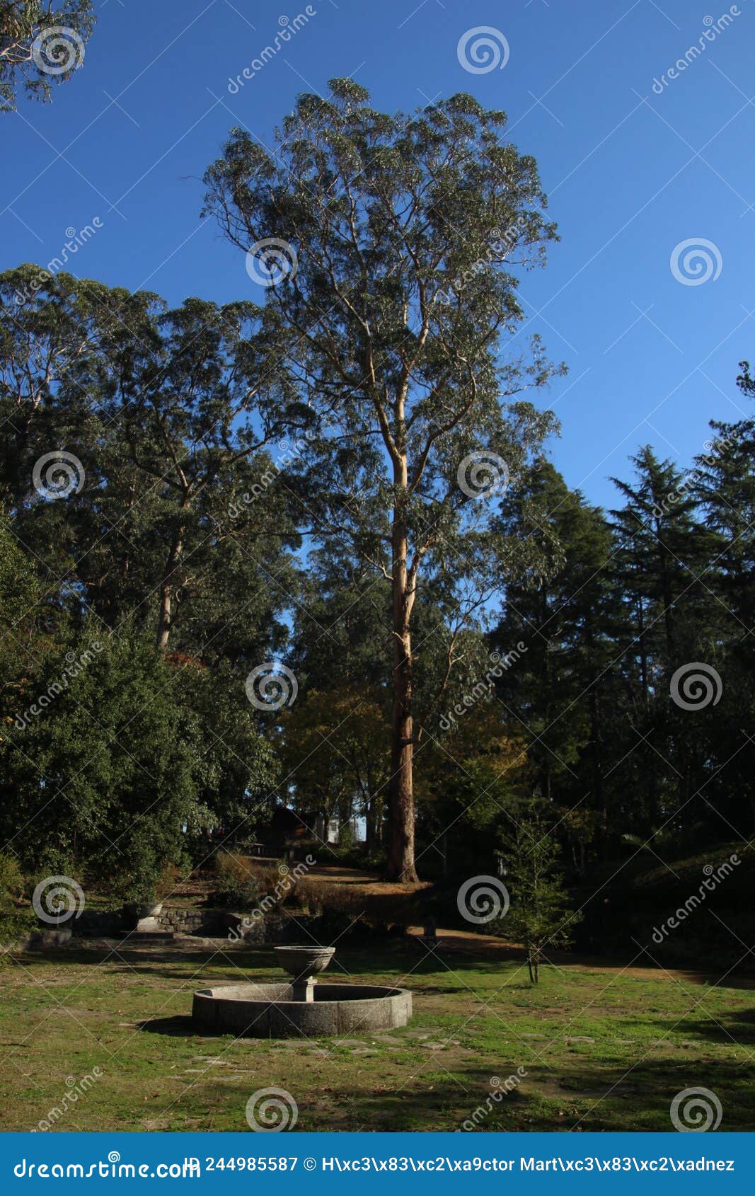 Park square stock image. Image of plant, rural, square - 244985587