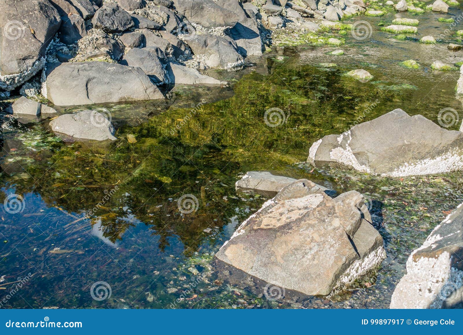 Park Stream Reflection stock image. Image of reflection - 99897917