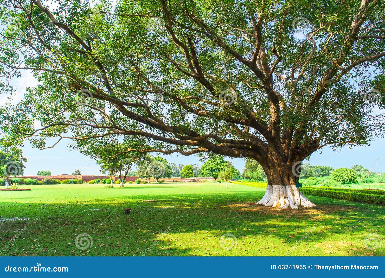 Park in Summer with Big Trees in India Stock Image - Image of leaf ...