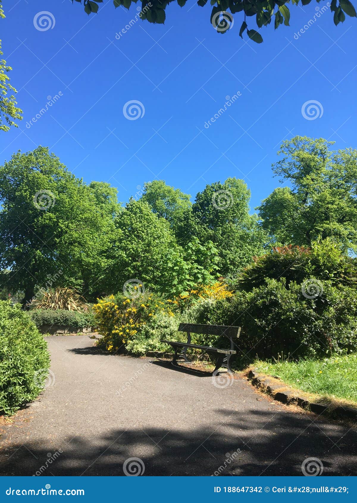 Park stock photo. Image of path, trees, sunny, park - 188647342