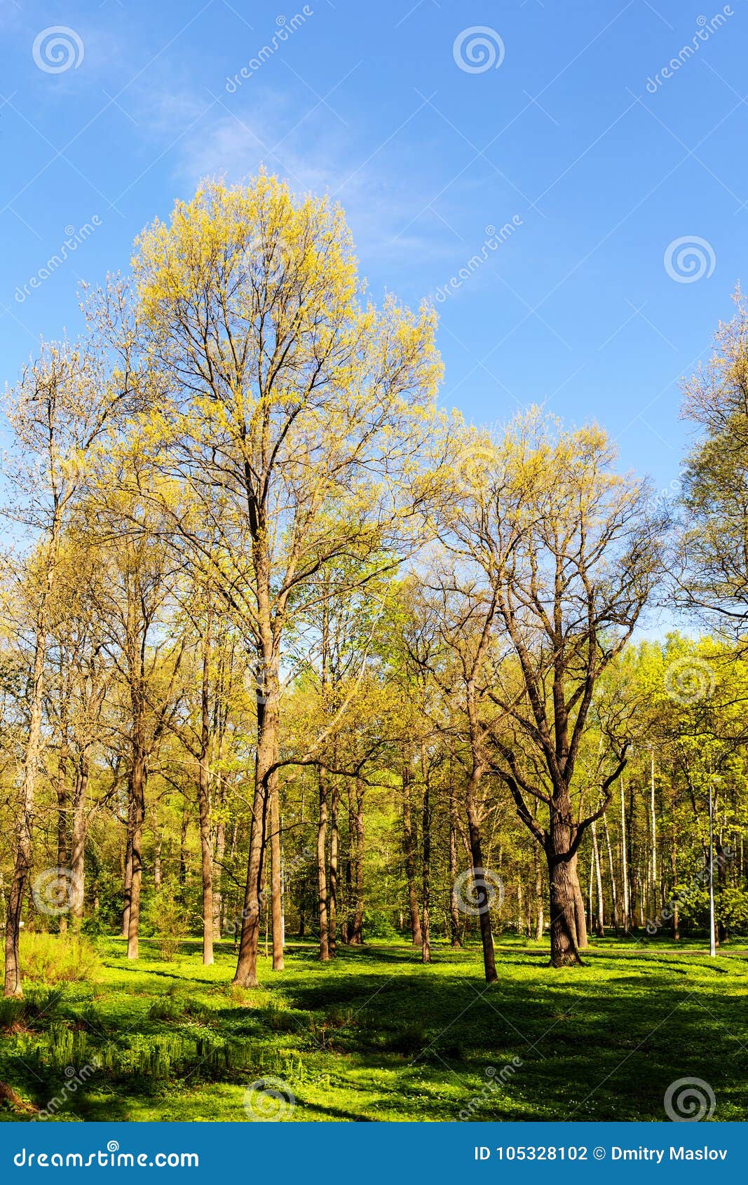 Park on a sunny spring day stock photo. Image of lush - 105328102