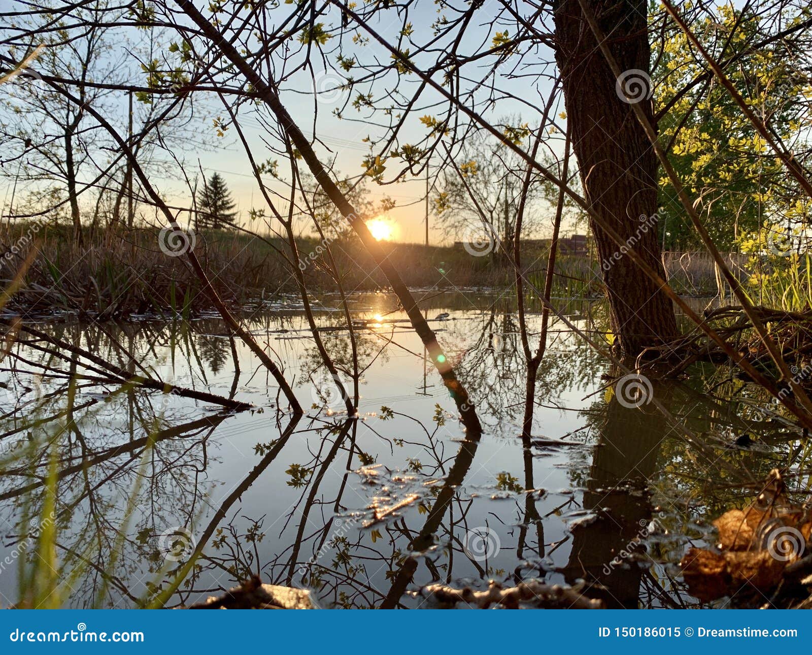 Park sunset through woods stock image. Image of nature - 150186015