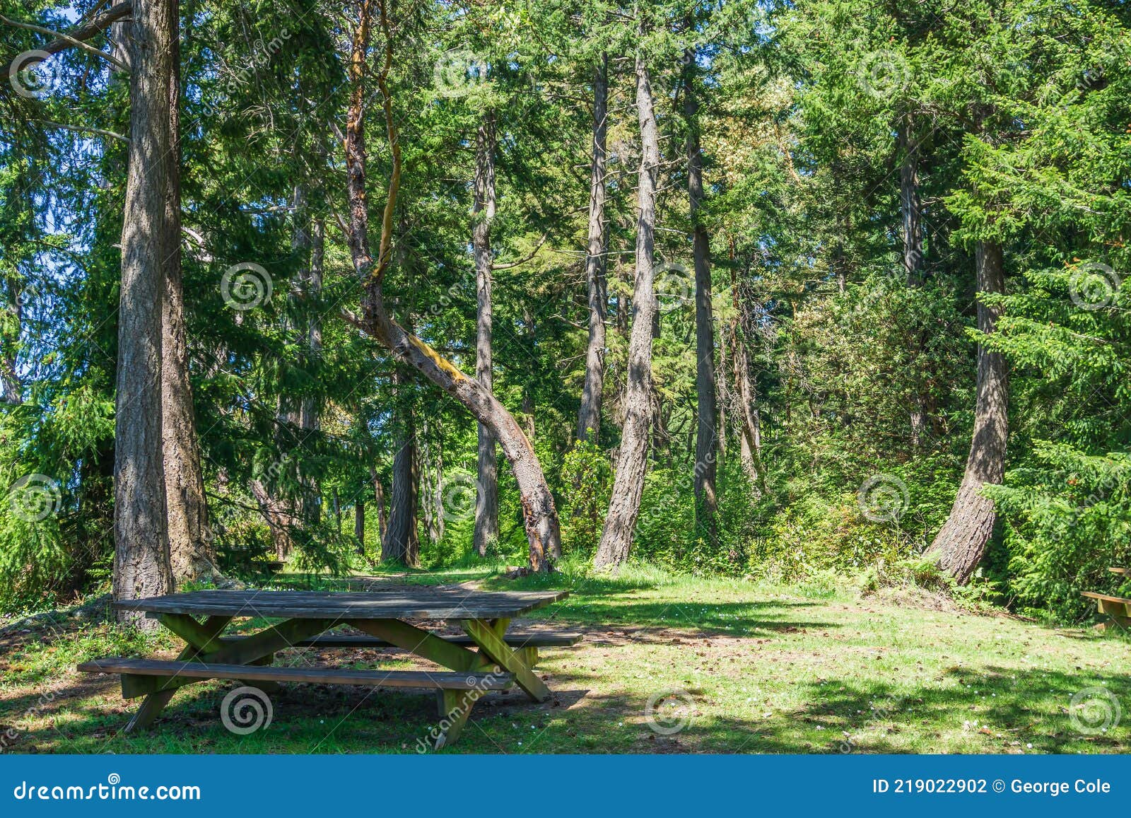 Park Table and Trees stock photo. Image of moines, nature - 219022902