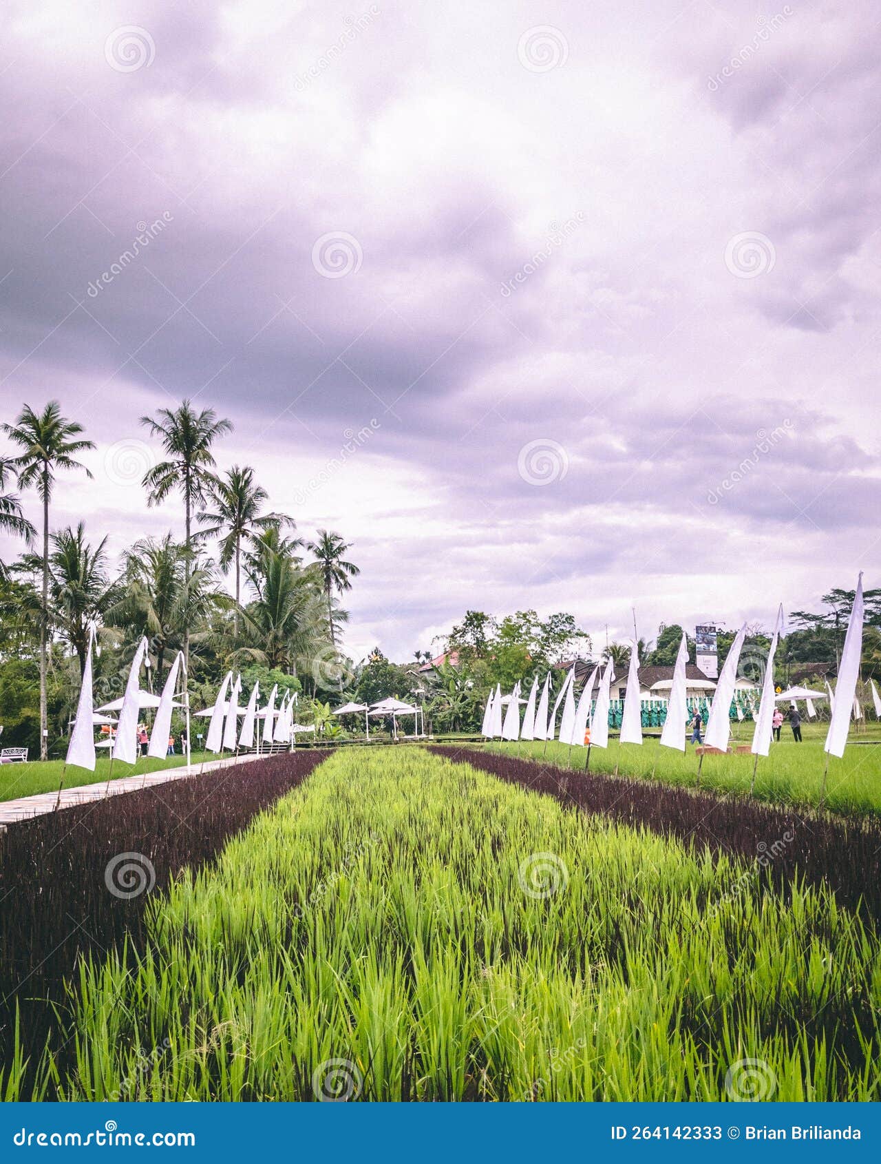 Park and Tables in the Middle of Rice Field Stock Image - Image of rice ...