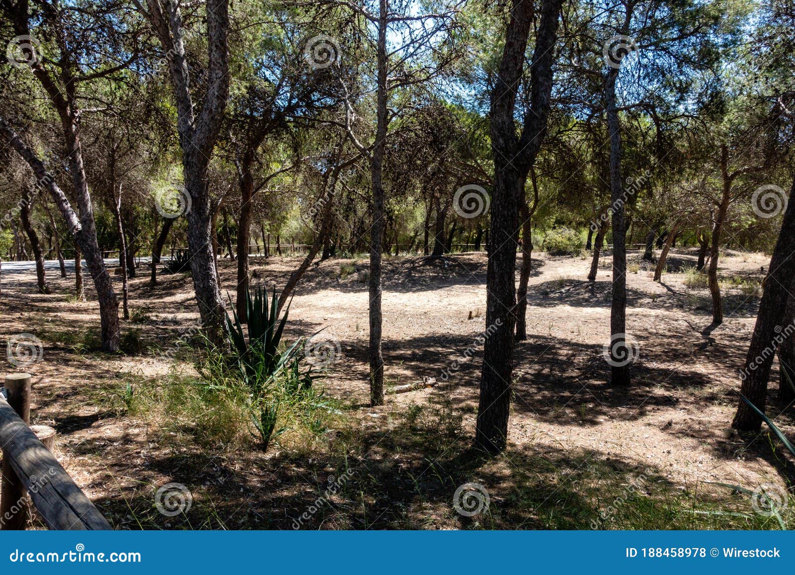 Park with Tall Trees in Guardamar, Spain Stock Photo - Image of ...