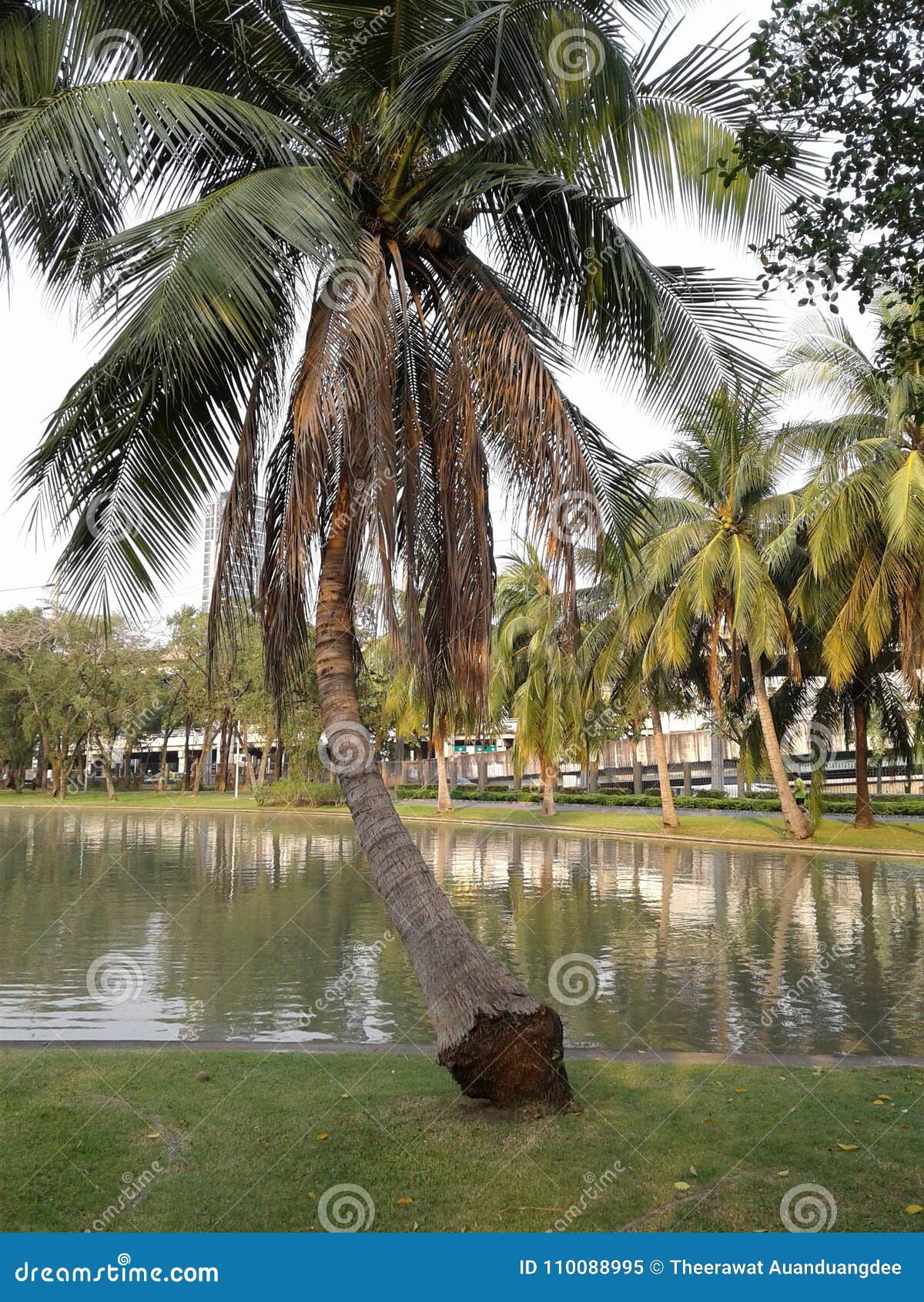 Coconut tree stock image. Image of pool, coconut, trees - 110088995