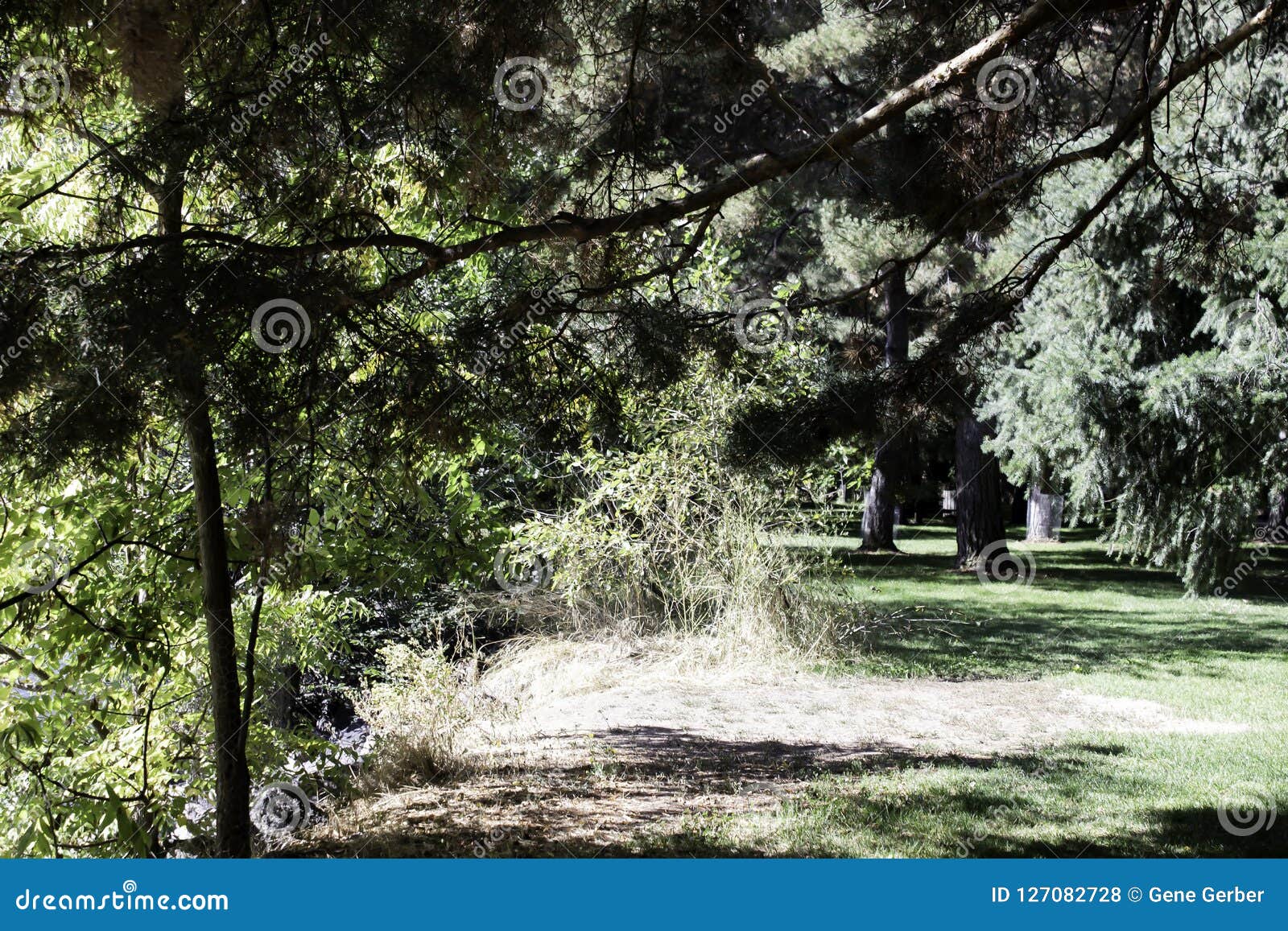 Low Hanging Branches stock photo. Image of shade, trees - 127082728