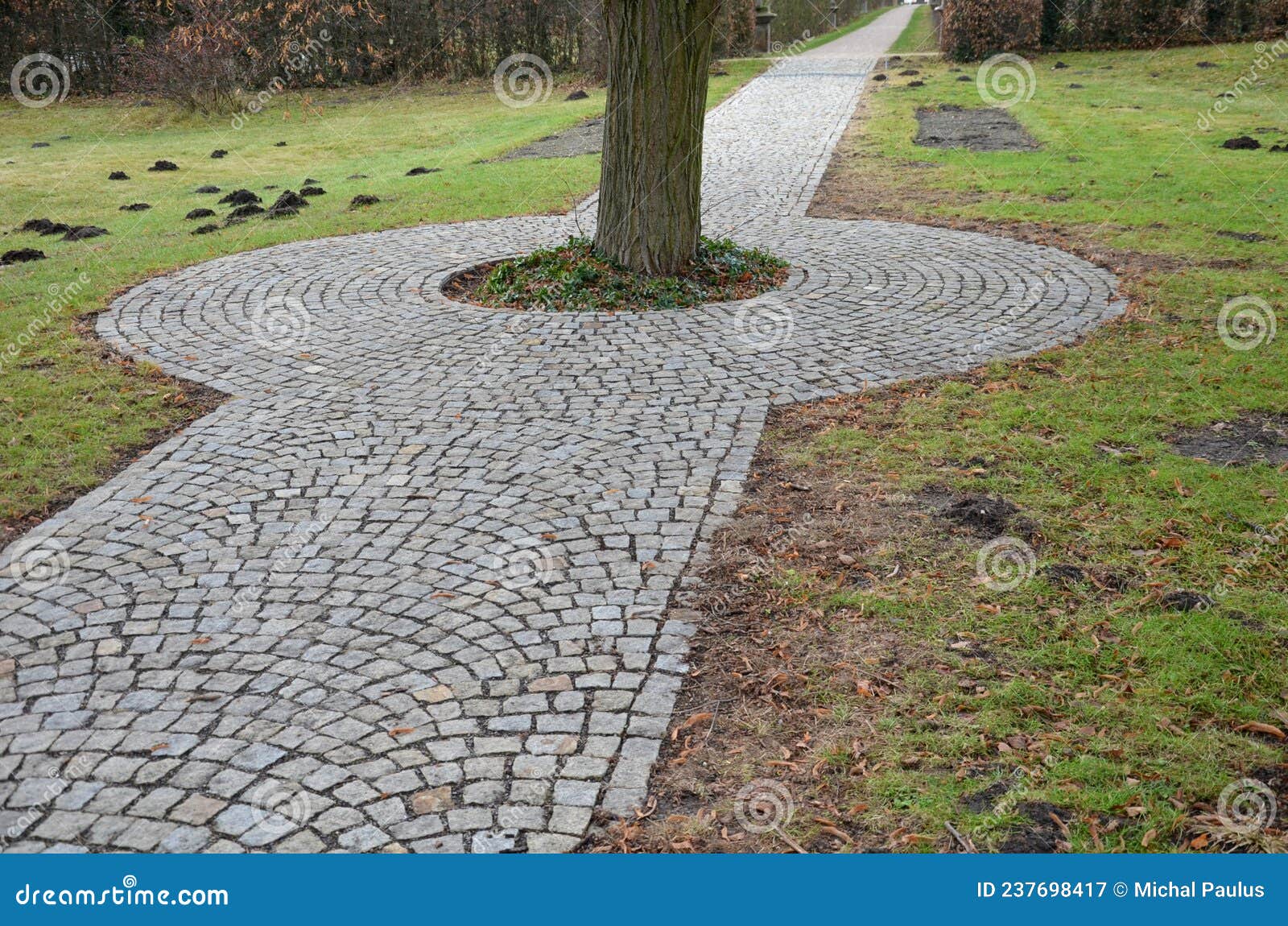 In The Park There Is A Path Surrounding A Tree Growing Directly In The ...