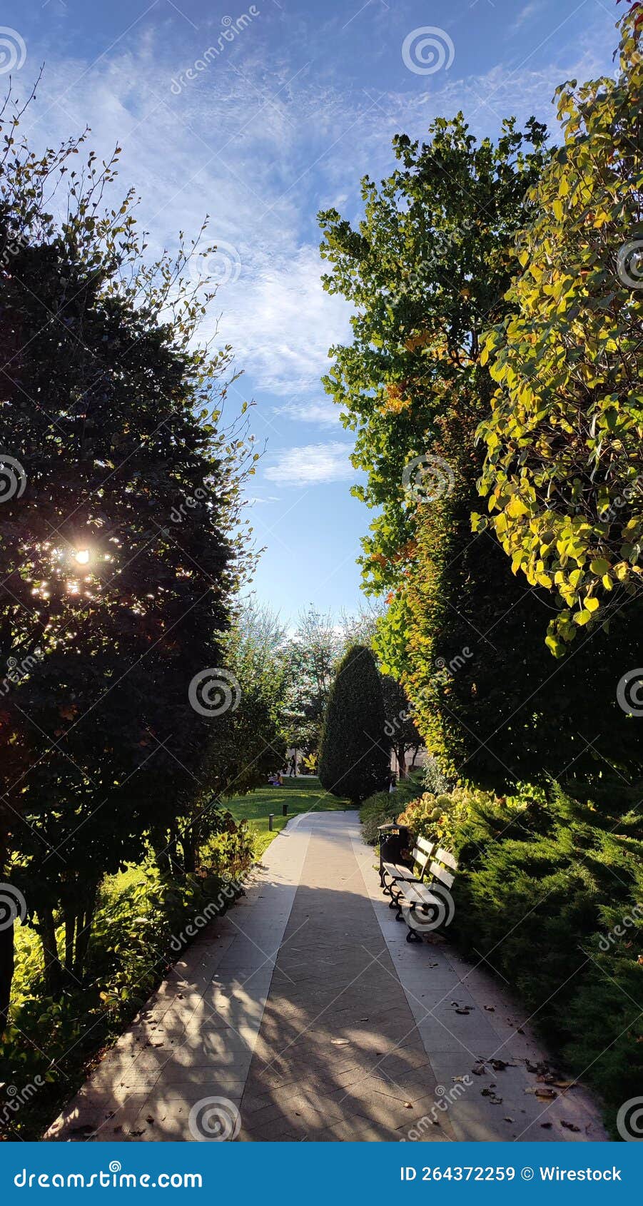 Park Tiled Floor Path between Green Trees Under Blue Sky, Vertical Shot ...