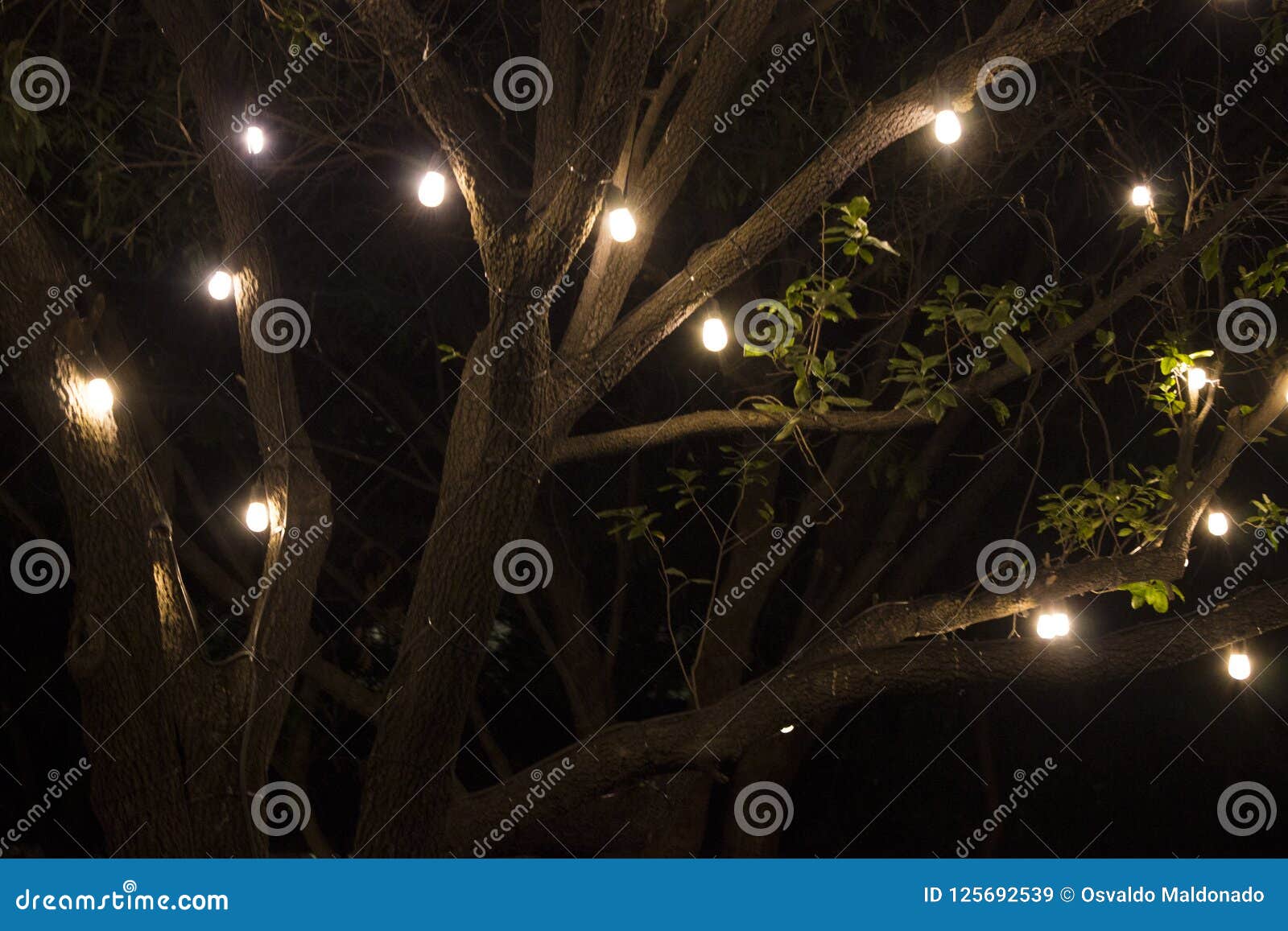 Park Tree Covered with Bulb String Lights. Stock Image - Image of ...