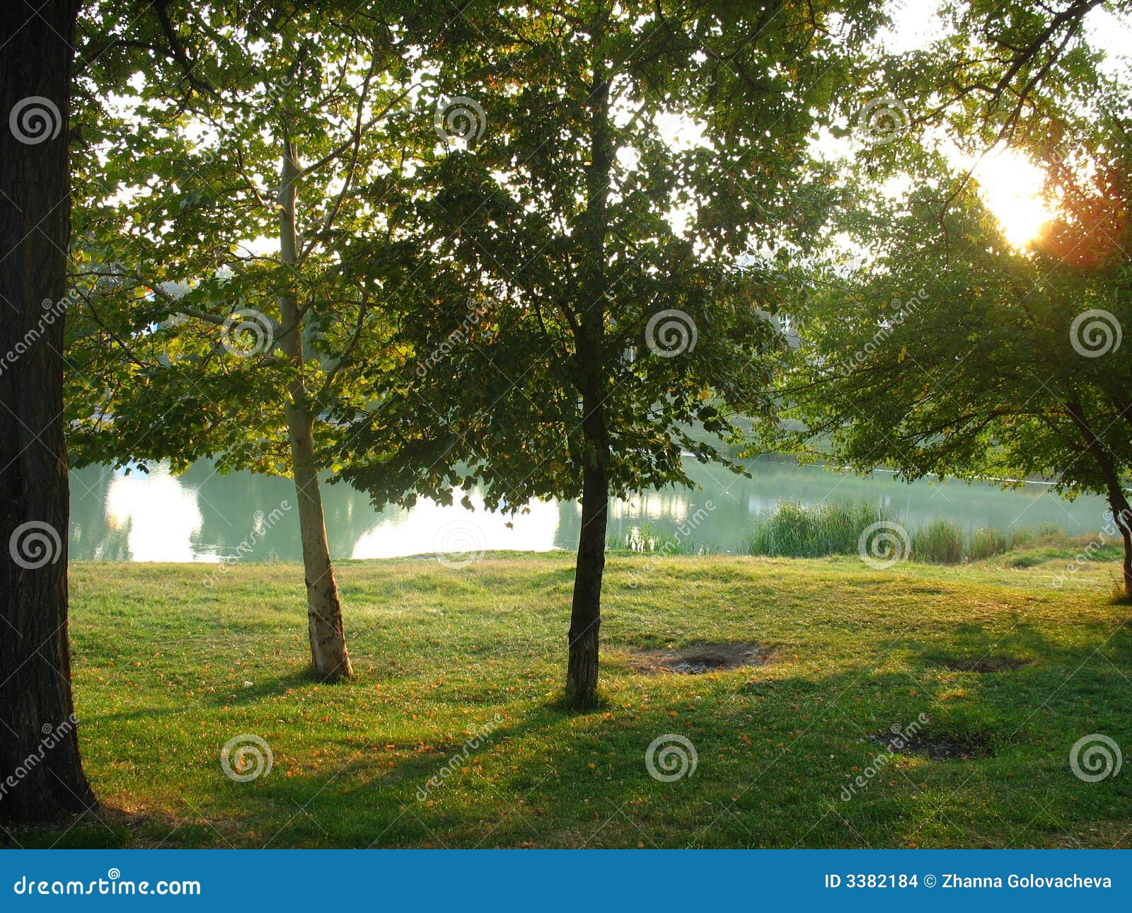 Park Big Tree Sunlight Forest Royalty-Free Stock Photography ...