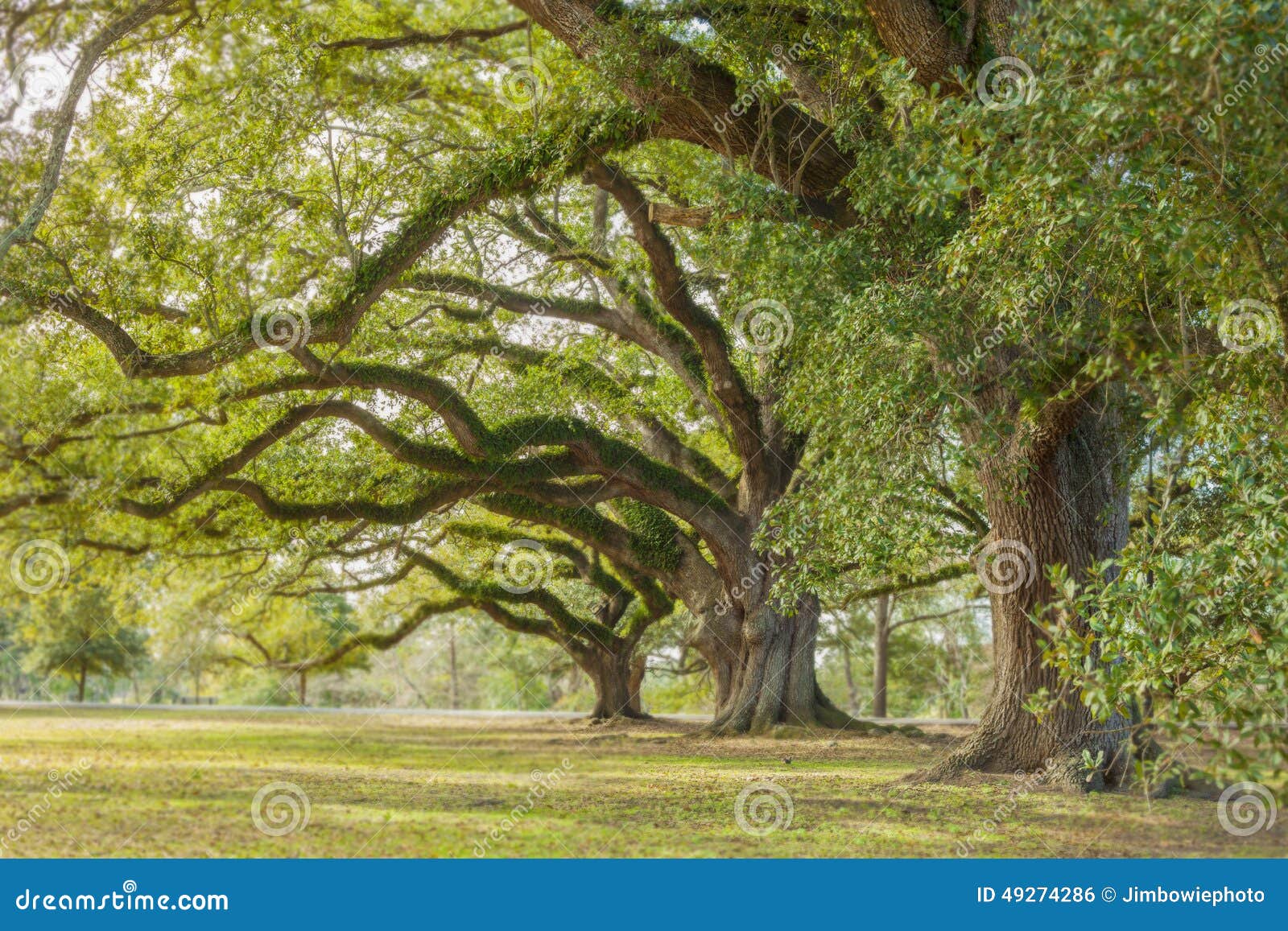 Park Tree 13 stock photo. Image of orleans, natural, landscape - 49274286