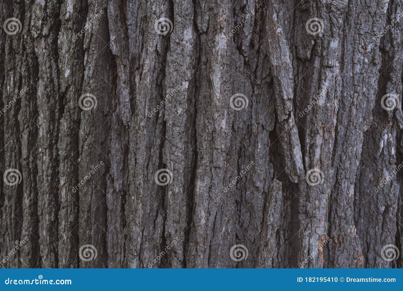 Park Tree Wood Texture Close Long Stock Photo - Image of grunge, brown ...