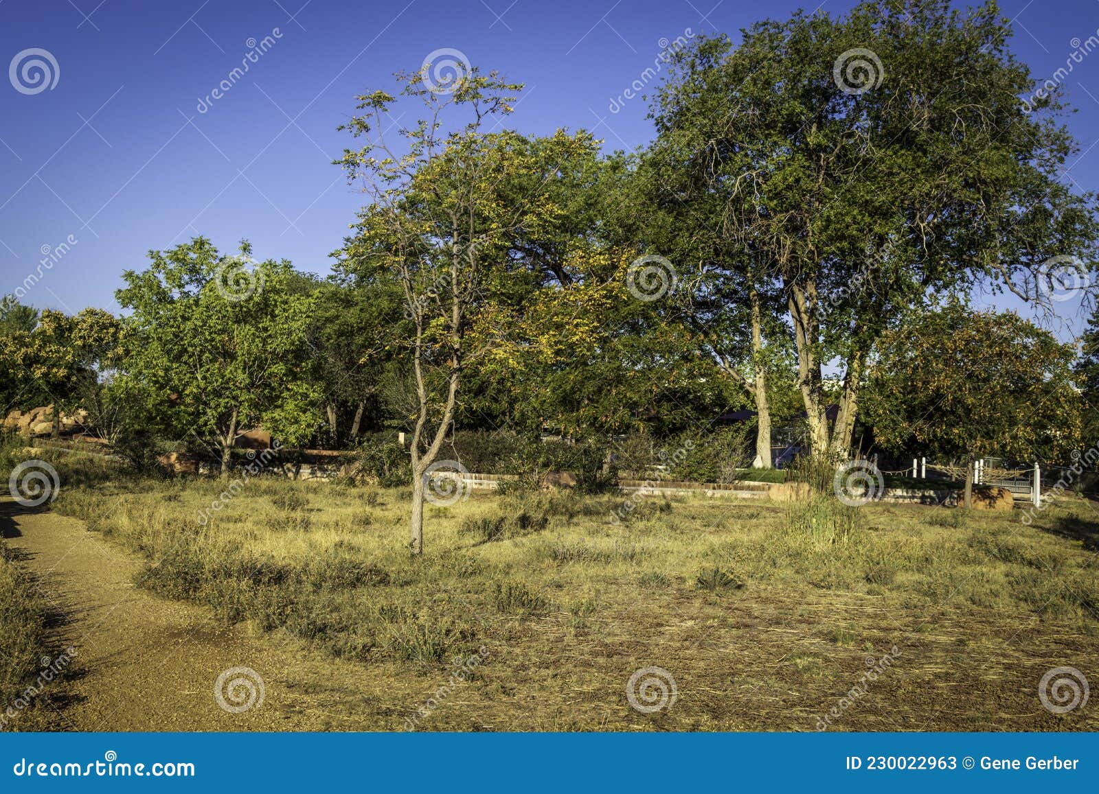 Park Treeline stock image. Image of outdoor, wilderness - 230022963
