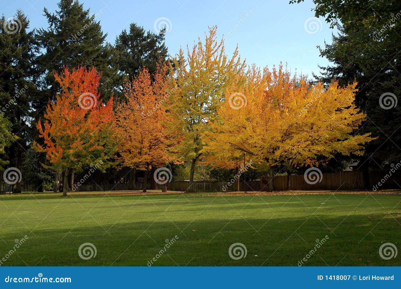 Park Trees stock image. Image of autumn, northwest, open - 1418007
