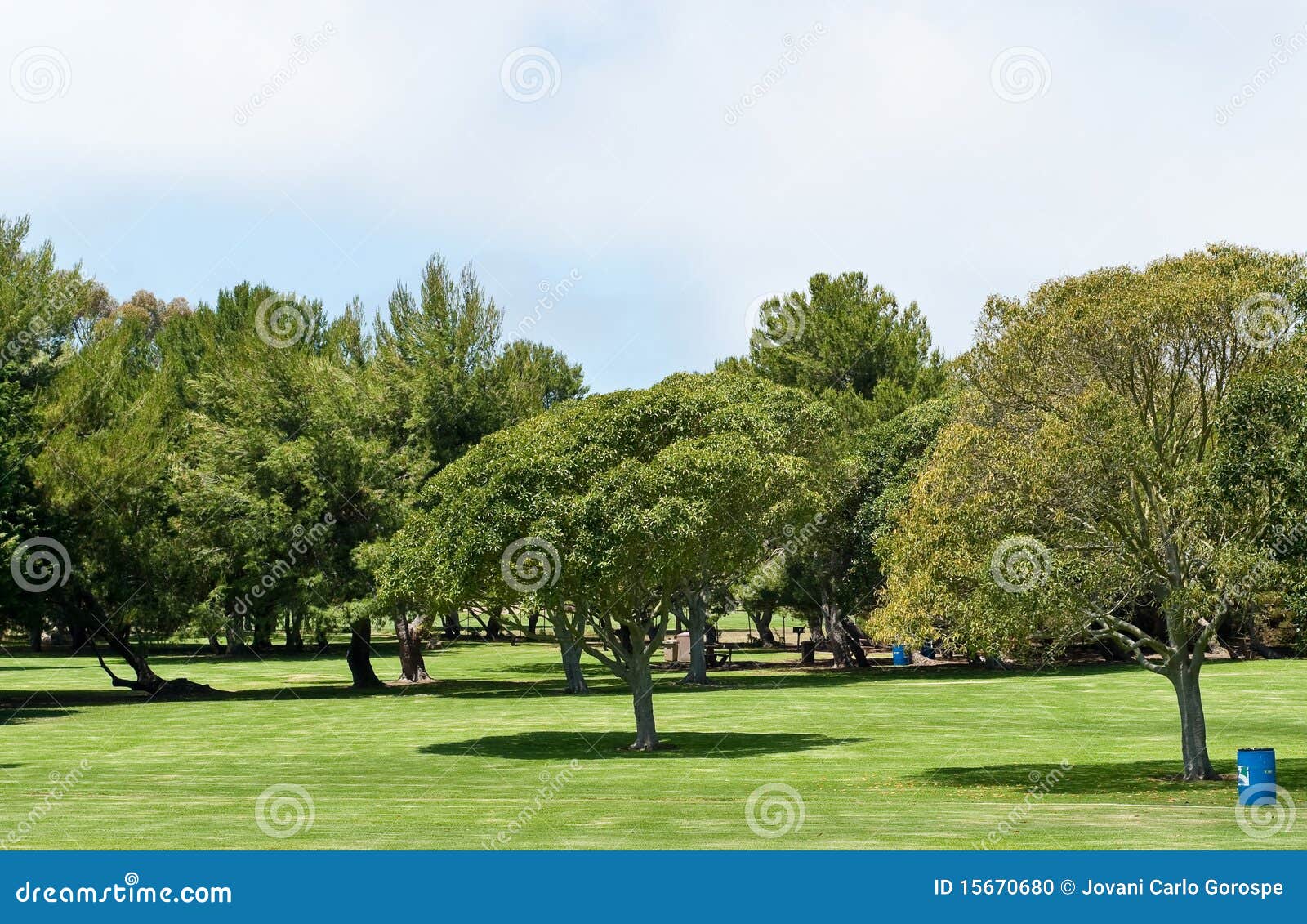 Park Trees stock photo. Image of landscape, fresh, ecosystem - 15670680