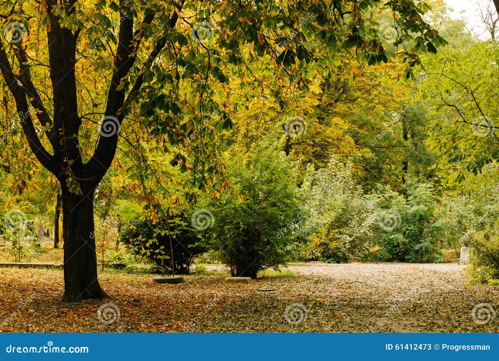 Park with Trees and Bushes in the Autumn Stock Image - Image of forest ...