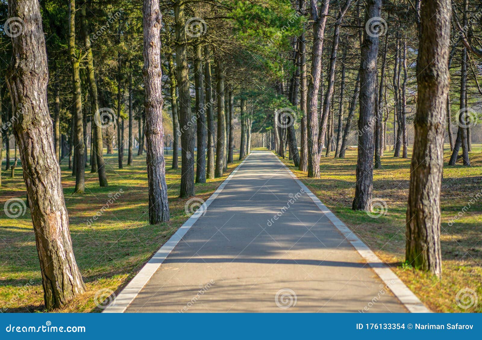 Park with Trees Grass and Path Stock Photo - Image of plants, landscape ...