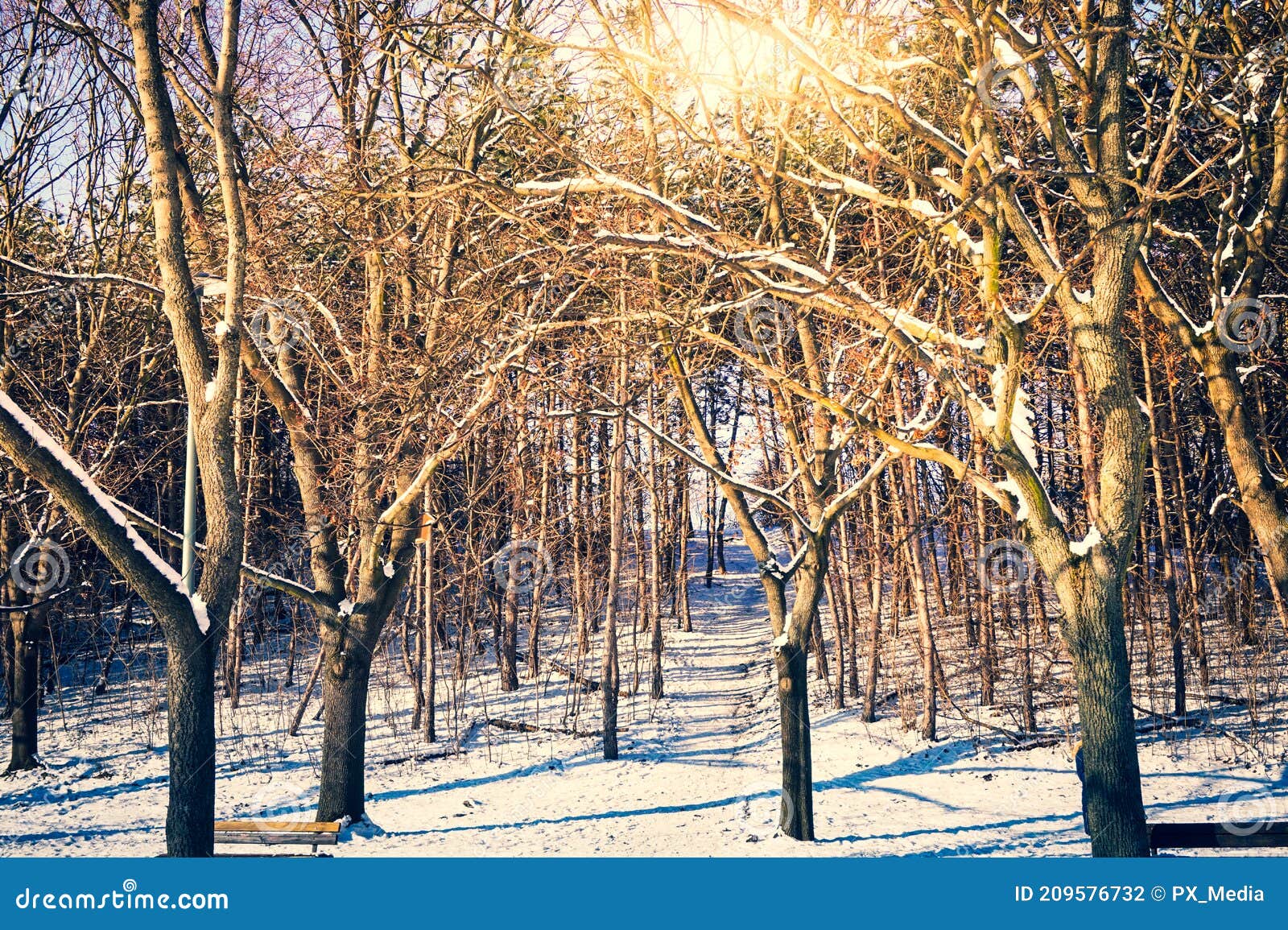 Park with Trees and Snow in Winter Stock Photo - Image of glare, shine ...