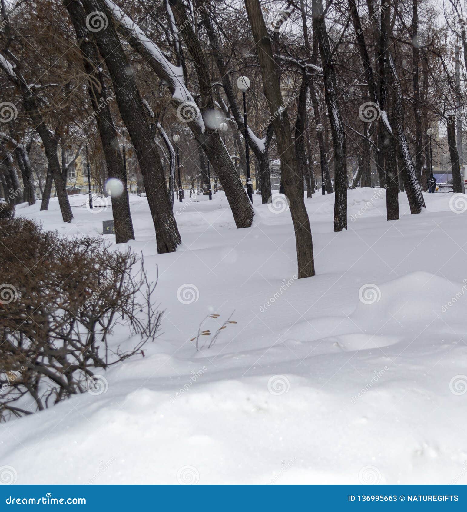 Park with Trees in Snow Winter Stock Image - Image of rendering, snow ...