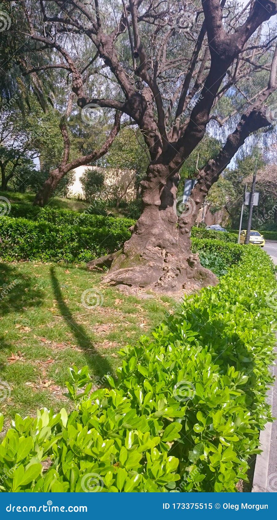 Park with Tropical Trees and a Shrubbery Stock Image - Image of park ...