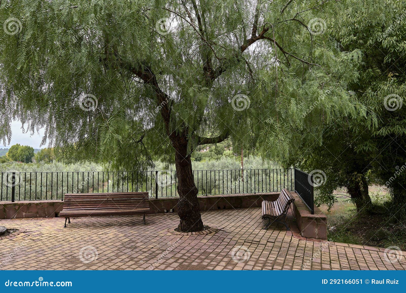 Park with Two Benches with Large Willow Tree. Lonely, Bright, Spring ...
