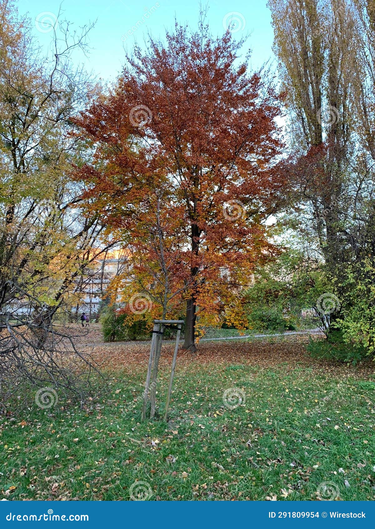 Park with a Vibrant-colored Tree in the Background Stock Photo - Image ...