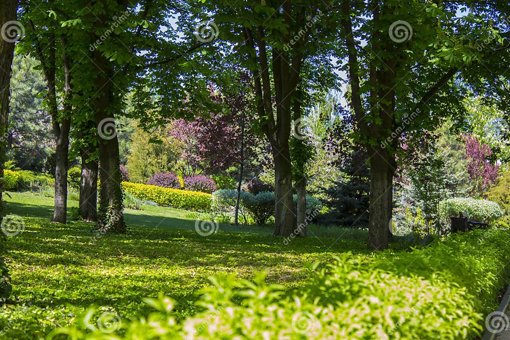 Park view stock photo. Image of plant, autumn, meadow - 92869174