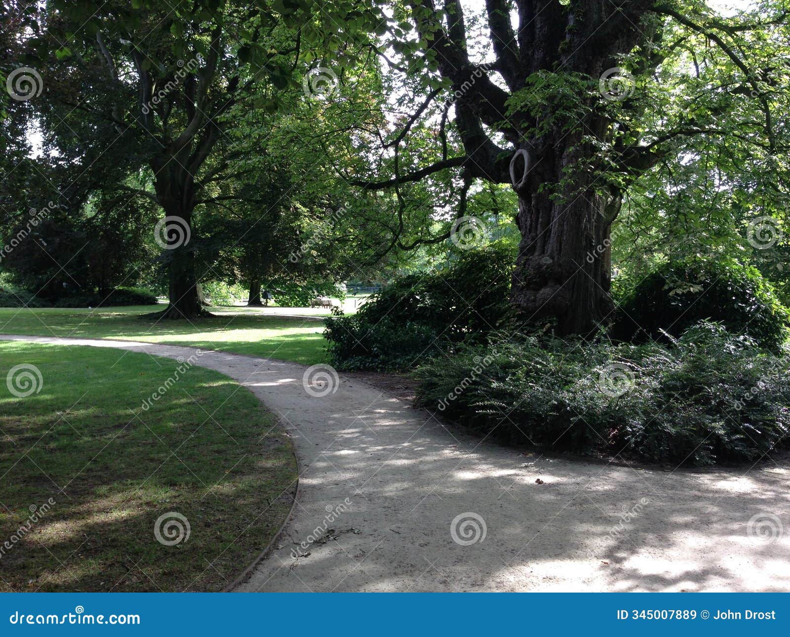 A Shaded Path Around an Old Oak Tree. Stock Image - Image of foliage ...