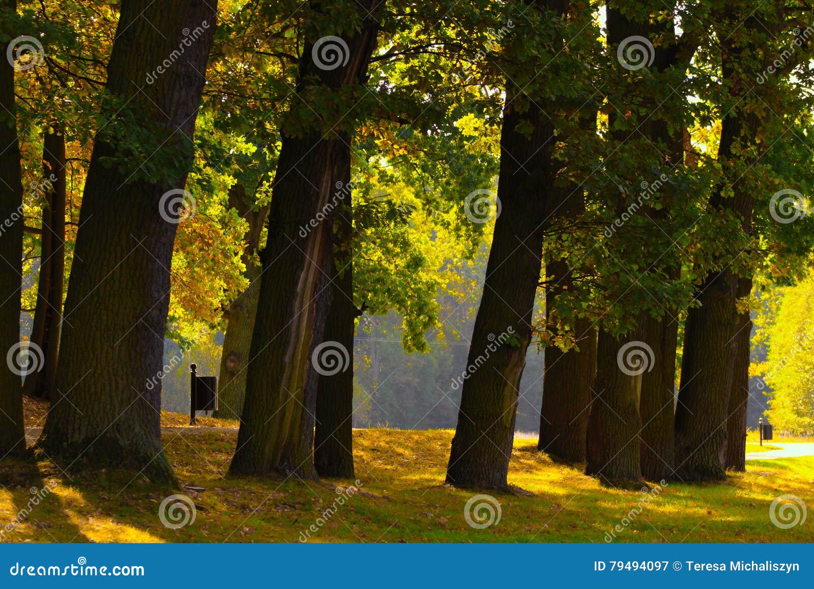Park stock image. Image of forest, sunlight, tree, leaf - 79494097