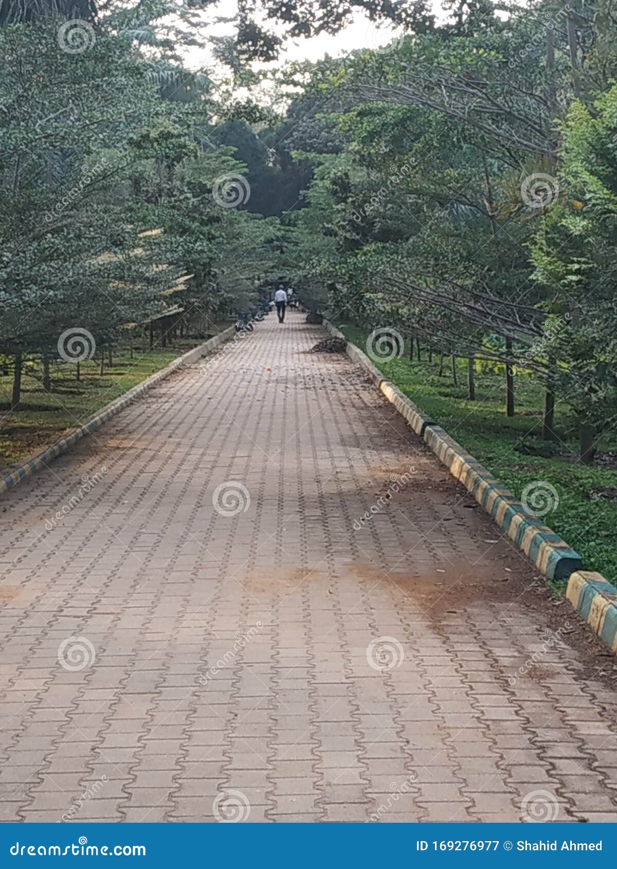 Park, Walk Way, Trees, Grass, Man Walking Stock Image - Image of park ...