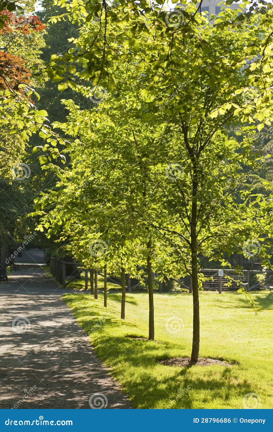 Park Walkway stock photo. Image of gravel, canada, pedestrian - 28796686