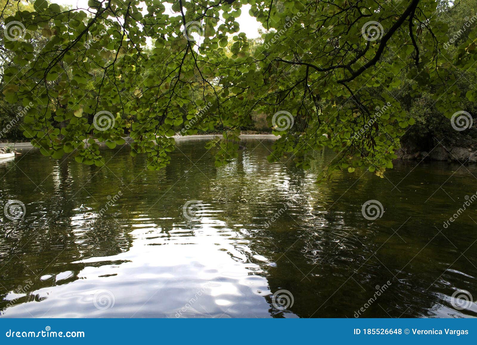 Park with Water Pond and Tree Leaves Stock Photo - Image of landscaping ...