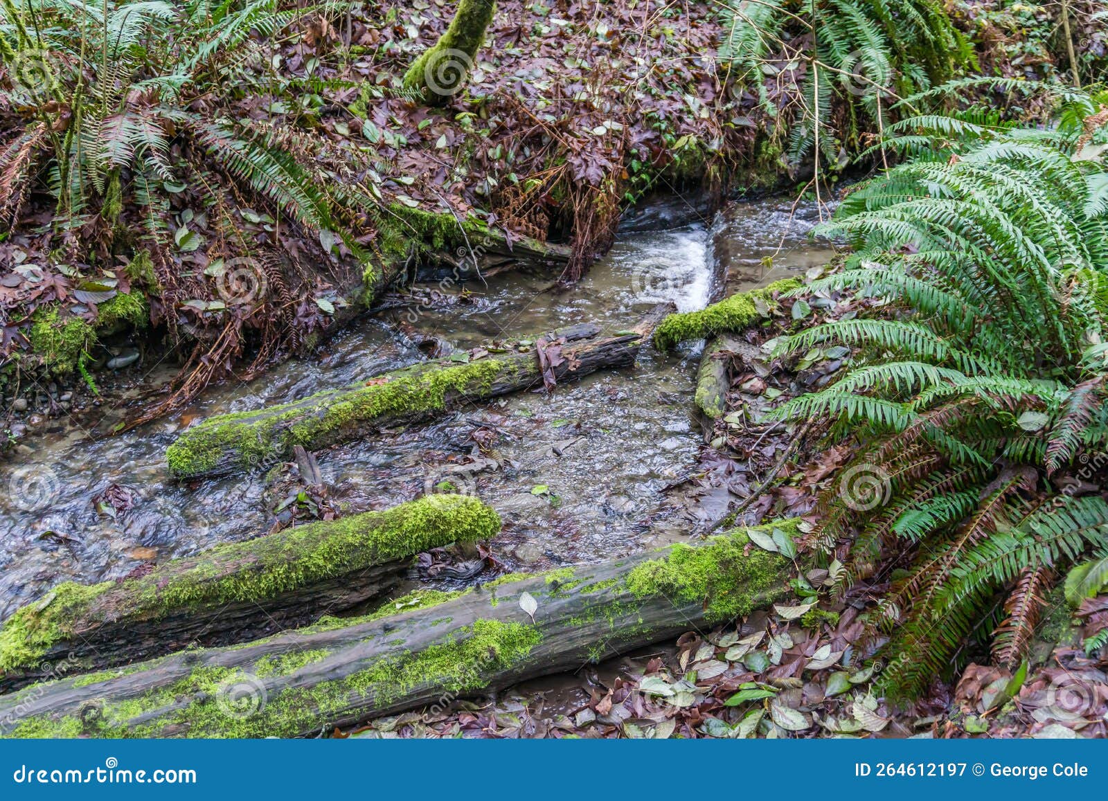 Park Winter Stream 9 stock image. Image of nature, outdoors - 264612197