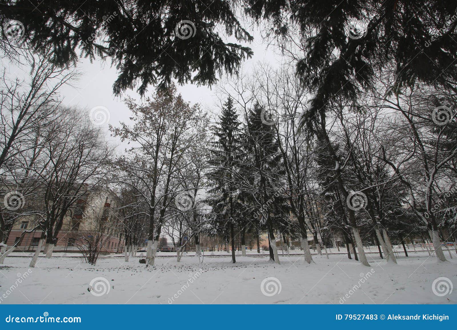 Park winter trees and path stock image. Image of outdoor - 79527483