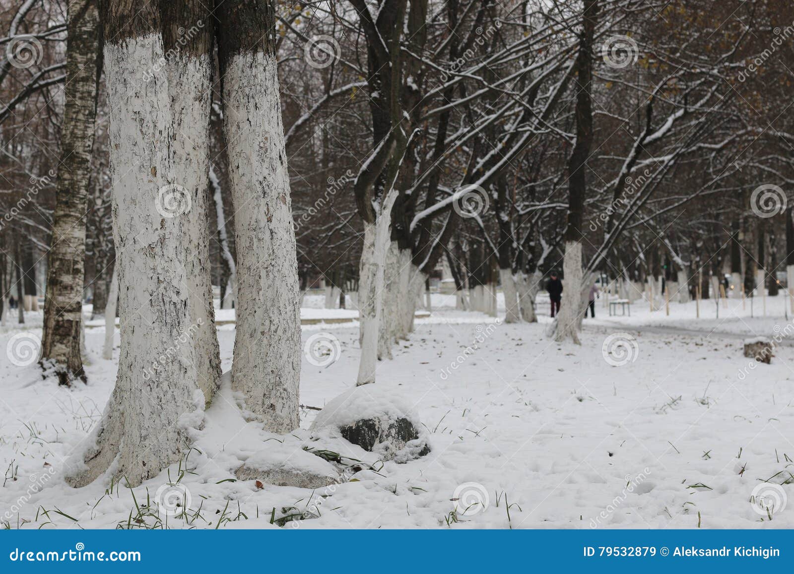 Park winter trees and path stock image. Image of park - 79532879