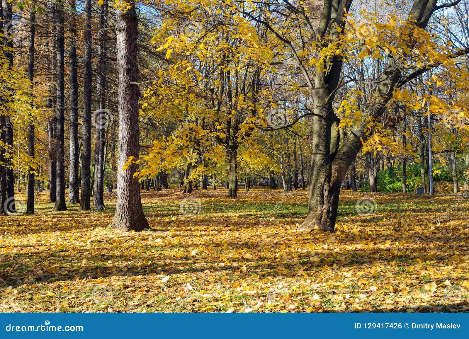 Park with yellow foliage stock photo. Image of vibrant - 129417426