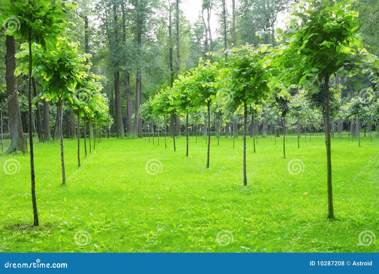Park with young trees stock photo. Image of perspective - 10287208
