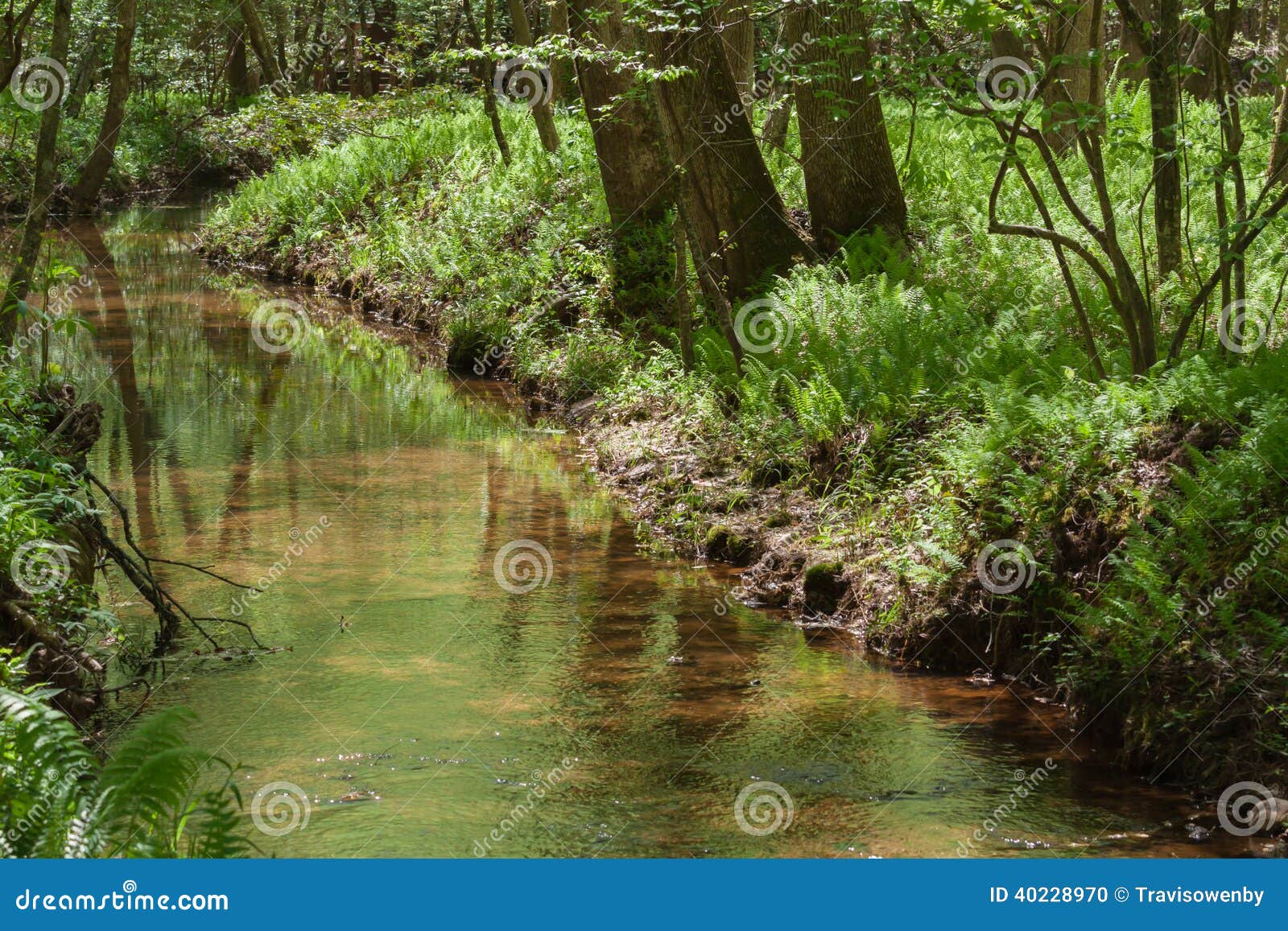 ParkBrook stock photo. Image of babbling, cypress, bavaria - 40228970