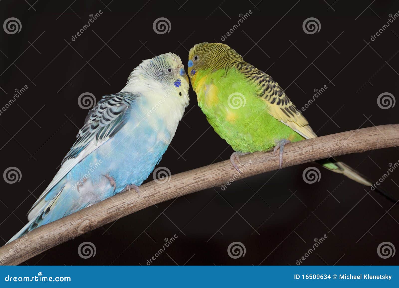 Parkieten stock foto. Image of blauw, huisdier, toppositie - 16509634